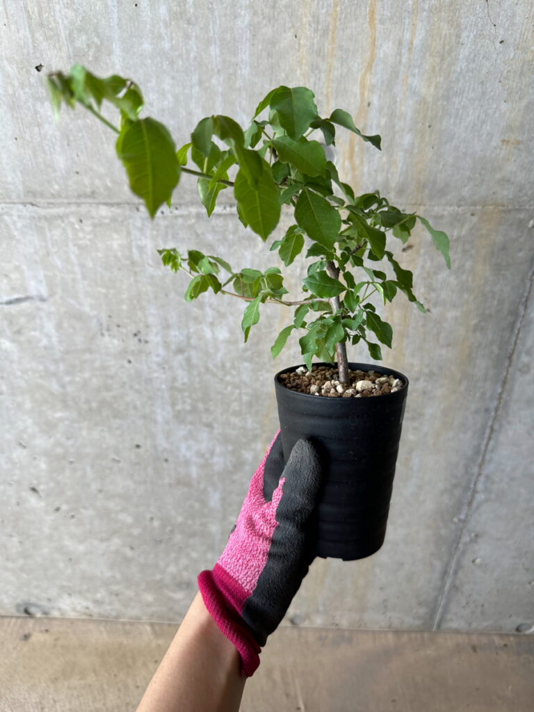 【現品限り】コミフォラ・エデュリス【E12】 Commiphora edulis【植物】塊根植物 夏型 コーデックス | プラントブラザーズ