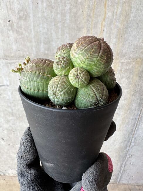 【現品限り】ユーフォルビア・オベサ 多頭【E2】 Euphorbia obesa【植物】塊根植物 夏型 コーデックス | プラントブラザーズ