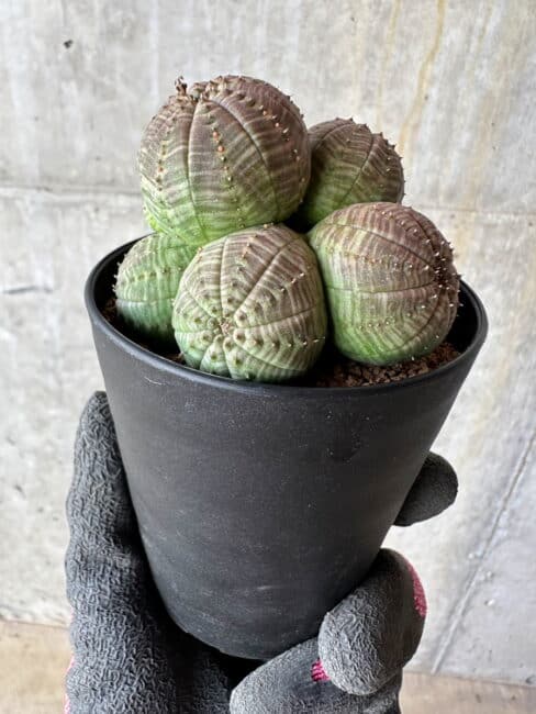 【現品限り】ユーフォルビア・オベサ 多頭【E2】 Euphorbia obesa【植物】塊根植物 夏型 コーデックス | プラントブラザーズ