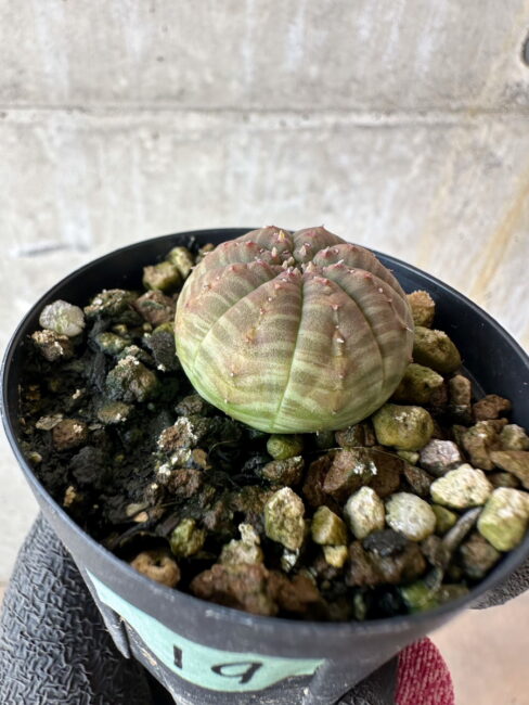 【現品限り】ユーフォルビア・オベサ【F19】 Euphorbia obesa【植物】塊根植物 夏型 コーデックス | プラントブラザーズ
