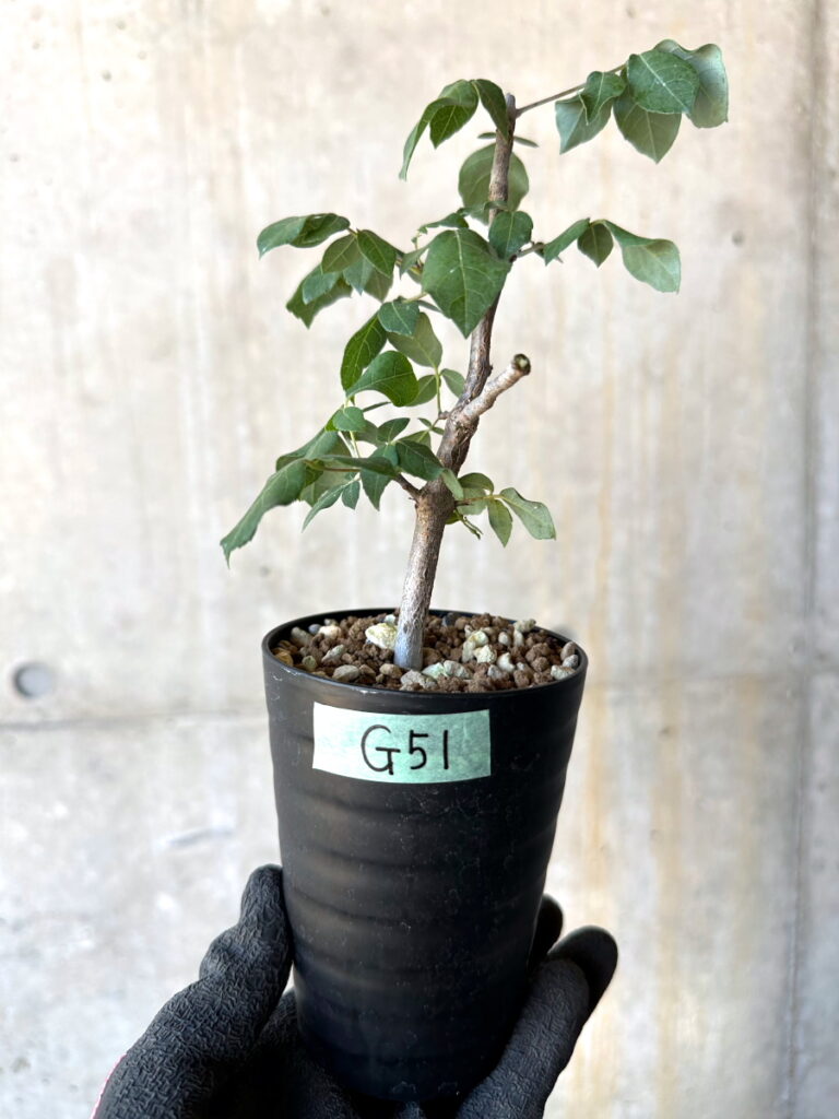 【現品限り】コミフォラ・エデュリス【G51】 Commiphora edulis【植物】塊根植物 夏型 コーデックス | プラントブラザーズ