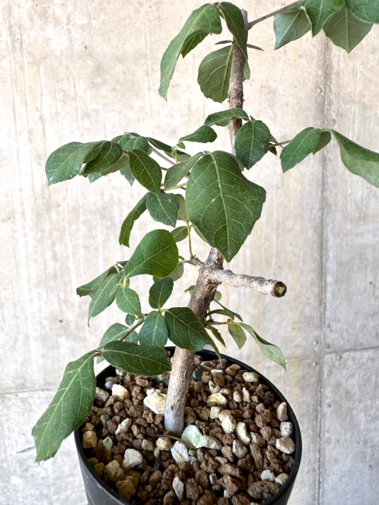 【現品限り】コミフォラ・エデュリス【G51】 Commiphora edulis【植物】塊根植物 夏型 コーデックス | プラントブラザーズ