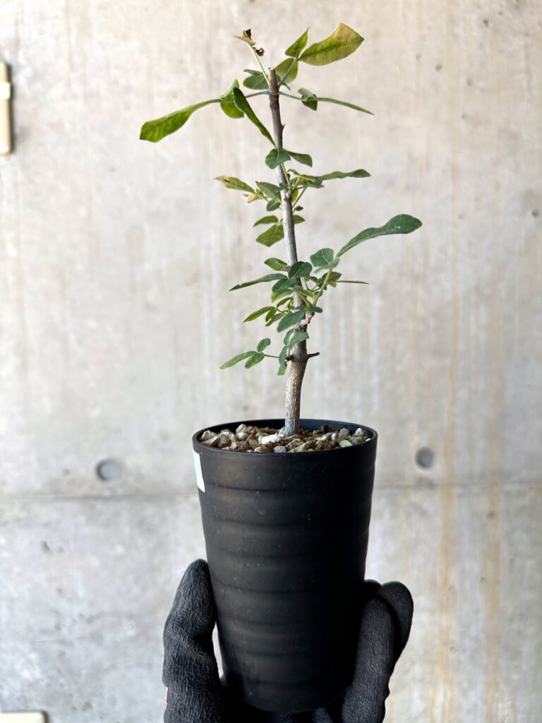 【現品限り】コミフォラ・エデュリス【G52】 Commiphora edulis【植物】塊根植物 夏型 コーデックス | プラントブラザーズ