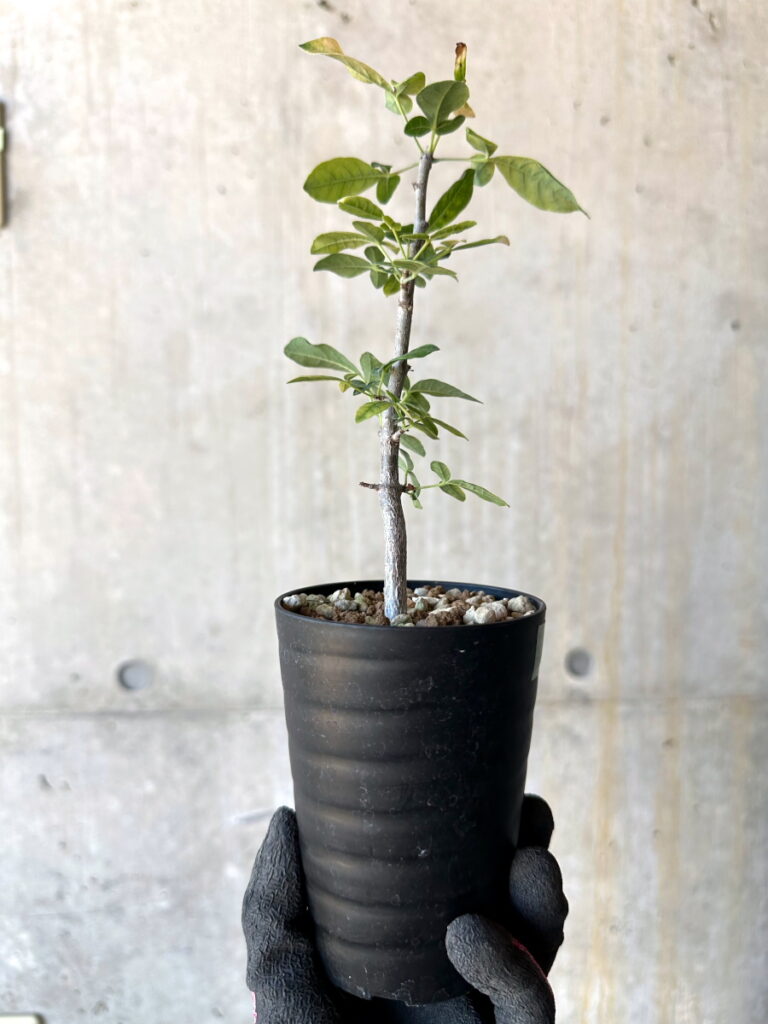 【現品限り】コミフォラ・エデュリス【G52】 Commiphora edulis【植物】塊根植物 夏型 コーデックス | プラントブラザーズ