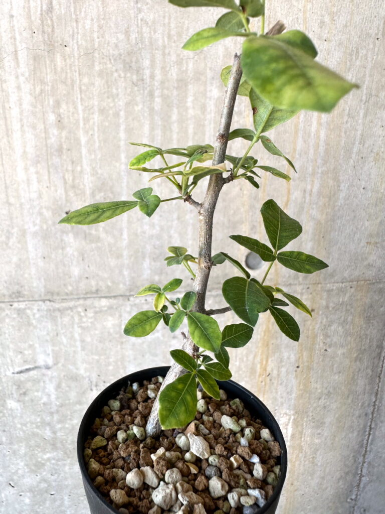 【現品限り】コミフォラ・エデュリス【G52】 Commiphora edulis【植物】塊根植物 夏型 コーデックス | プラントブラザーズ