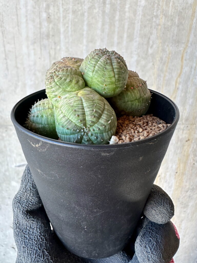 【現品限り】ユーフォルビア・オベサ 多頭【G73】 Euphorbia obesa【植物】塊根植物 夏型 コーデックス | プラントブラザーズ
