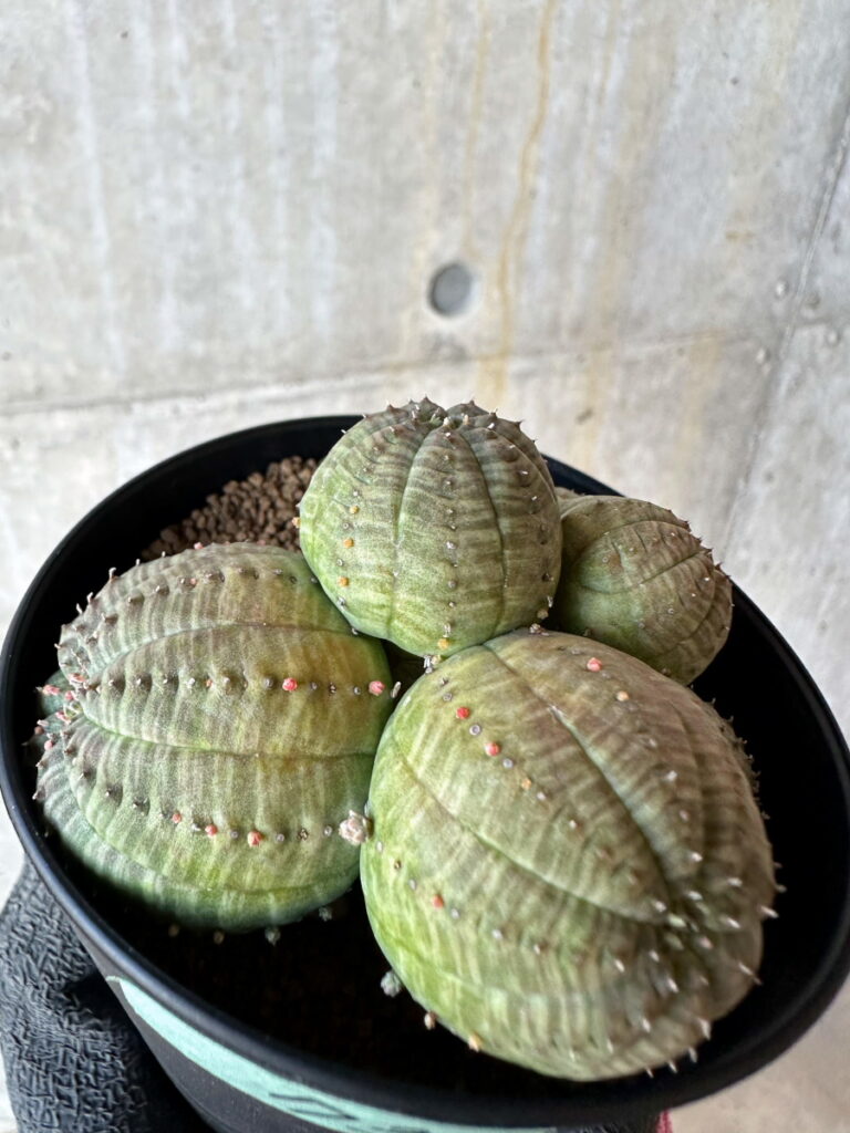 【現品限り】ユーフォルビア・オベサ 多頭【G73】 Euphorbia obesa【植物】塊根植物 夏型 コーデックス | プラントブラザーズ