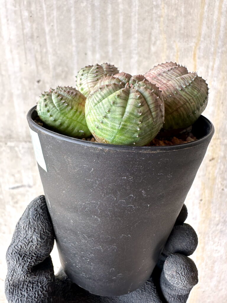 【現品限り】ユーフォルビア・オベサ 多頭【H41】 Euphorbia obesa【植物】塊根植物 夏型 コーデックス | プラントブラザーズ