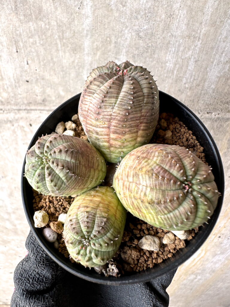 【現品限り】ユーフォルビア・オベサ 多頭【H41】 Euphorbia obesa【植物】塊根植物 夏型 コーデックス | プラントブラザーズ