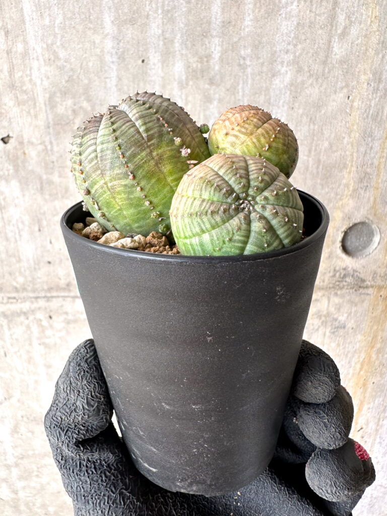 【現品限り】ユーフォルビア・オベサ 多頭【H45】 Euphorbia obesa【植物】塊根植物 夏型 コーデックス | プラントブラザーズ