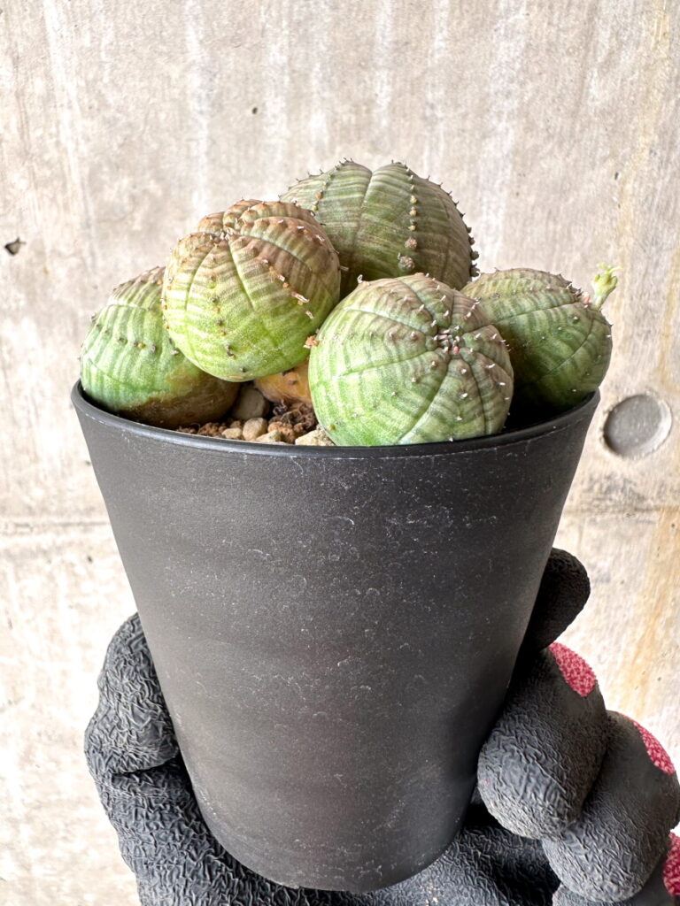 【現品限り】ユーフォルビア・オベサ 多頭【H45】 Euphorbia obesa【植物】塊根植物 夏型 コーデックス | プラントブラザーズ
