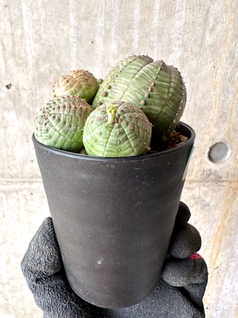 【現品限り】ユーフォルビア・オベサ 多頭【H45】 Euphorbia obesa【植物】塊根植物 夏型 コーデックス | プラントブラザーズ