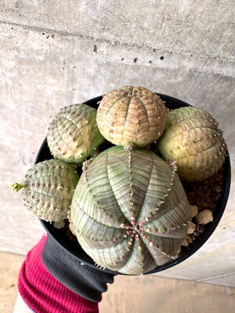 【現品限り】ユーフォルビア・オベサ 多頭【H45】 Euphorbia obesa【植物】塊根植物 夏型 コーデックス | プラントブラザーズ