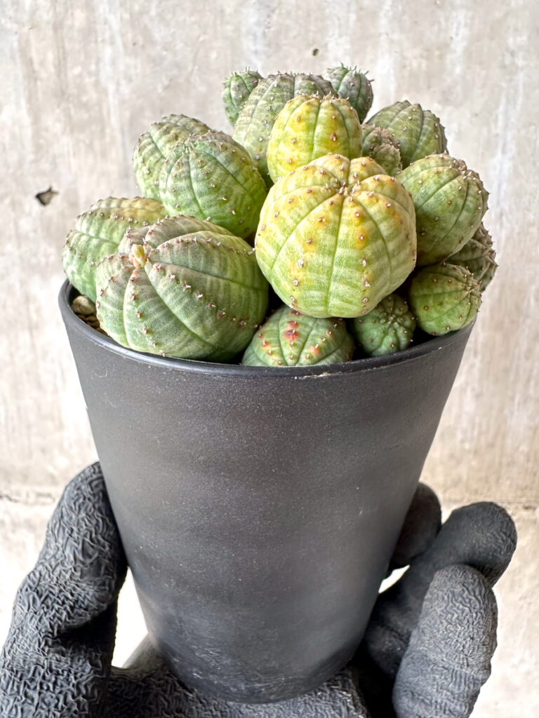 【現品限り】ユーフォルビア・オベサ 多頭【H58】 Euphorbia obesa【植物】塊根植物 夏型 コーデックス | プラントブラザーズ