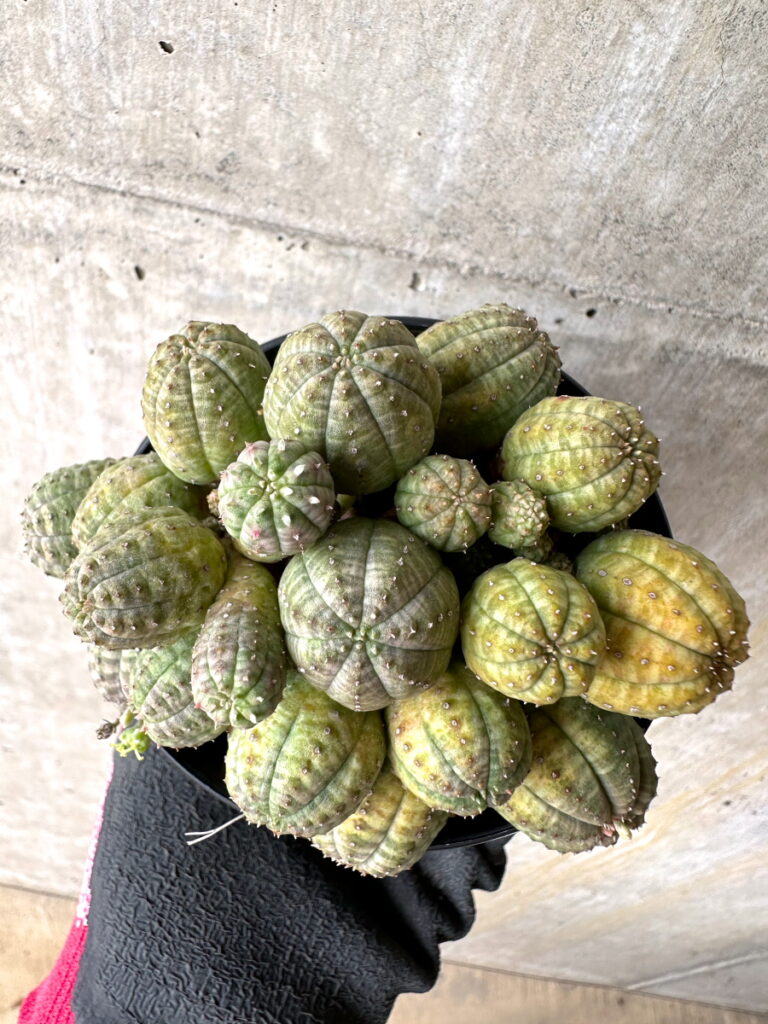 【現品限り】ユーフォルビア・オベサ 多頭【H58】 Euphorbia obesa【植物】塊根植物 夏型 コーデックス | プラントブラザーズ