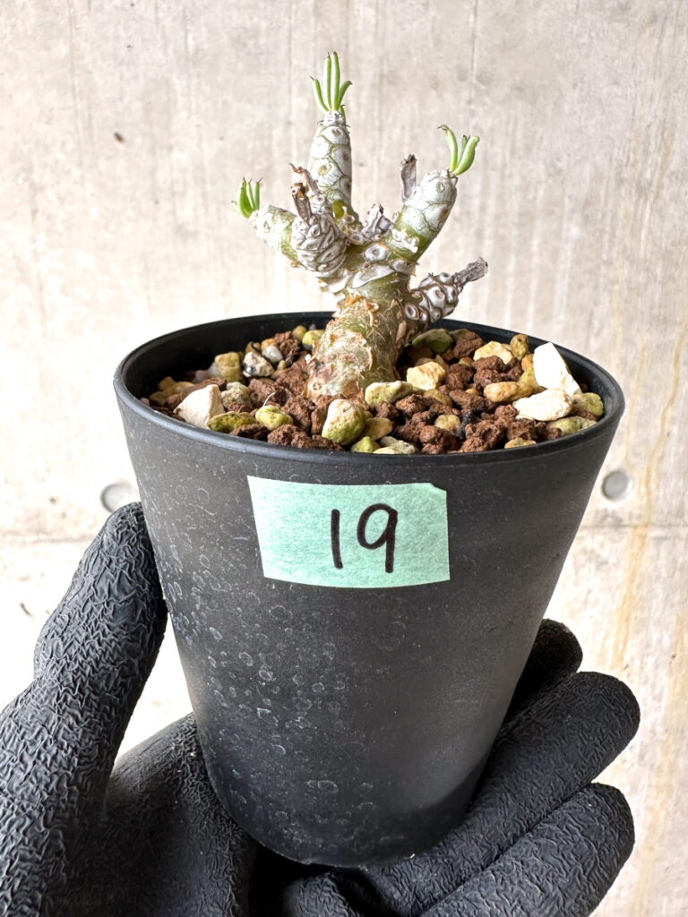 【現品限り】チレコドン・ペアルソニー【J19】 Tylecodon pearsonii【植物】塊根植物 夏型 コーデックス | プラントブラザーズ