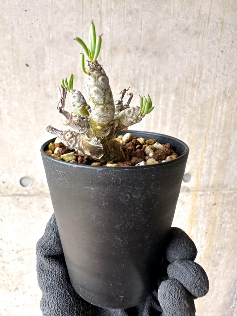 【現品限り】チレコドン・ペアルソニー【J19】 Tylecodon pearsonii【植物】塊根植物 夏型 コーデックス | プラントブラザーズ