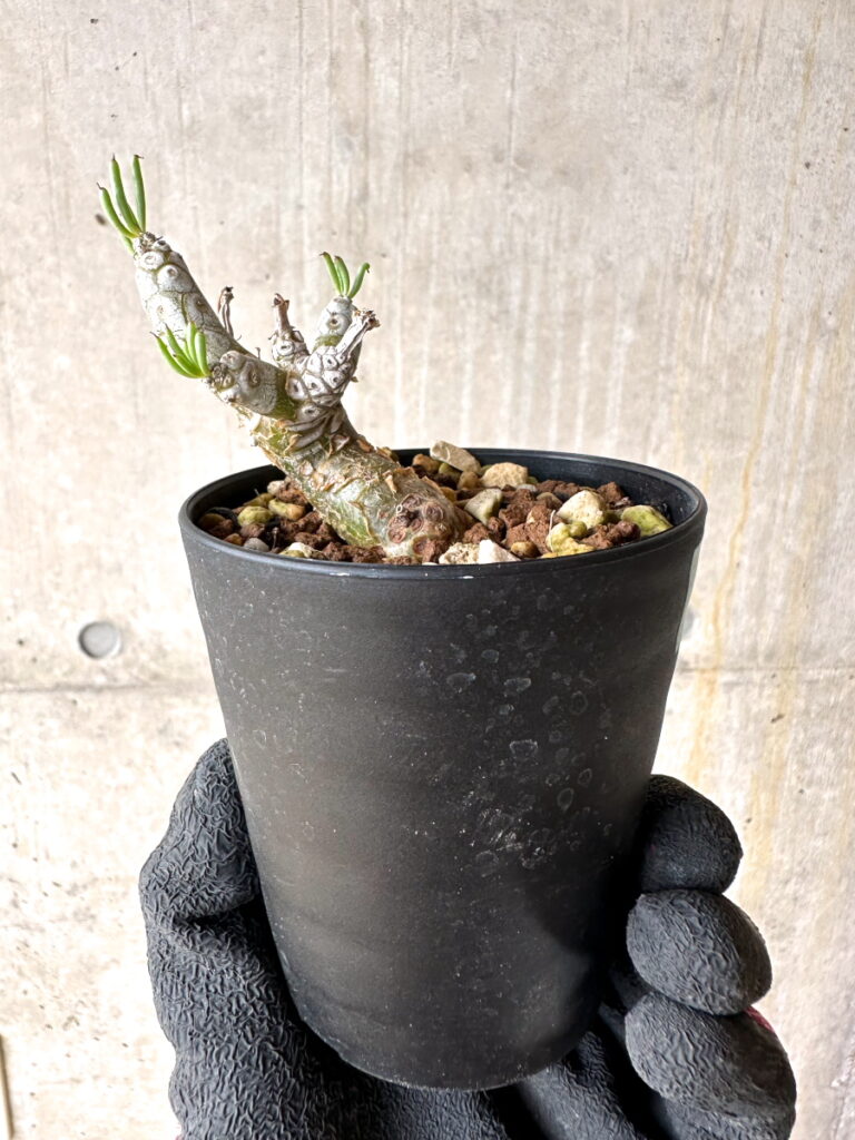 【現品限り】チレコドン・ペアルソニー【J19】 Tylecodon pearsonii【植物】塊根植物 夏型 コーデックス | プラントブラザーズ