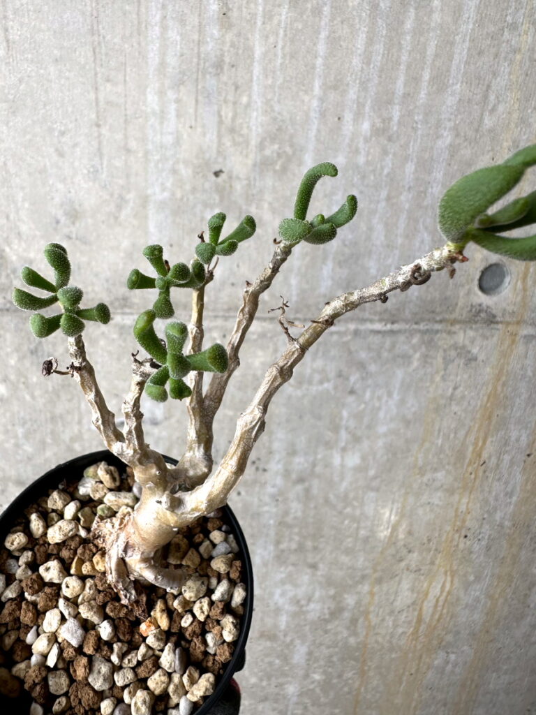 【現品限り】チレコドン・ピグマエウス【L51】 Tylecodon pygmaeus【植物】塊根植物 夏型 コーデックス | プラントブラザーズ