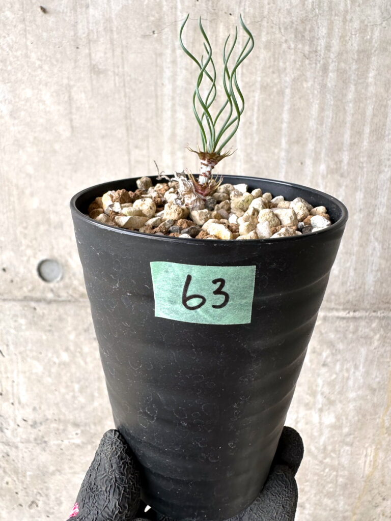 【現品限り】Gethyllis cavidens【L63】 Gethyllis cavidens【植物】塊根植物 夏型 コーデックス ...