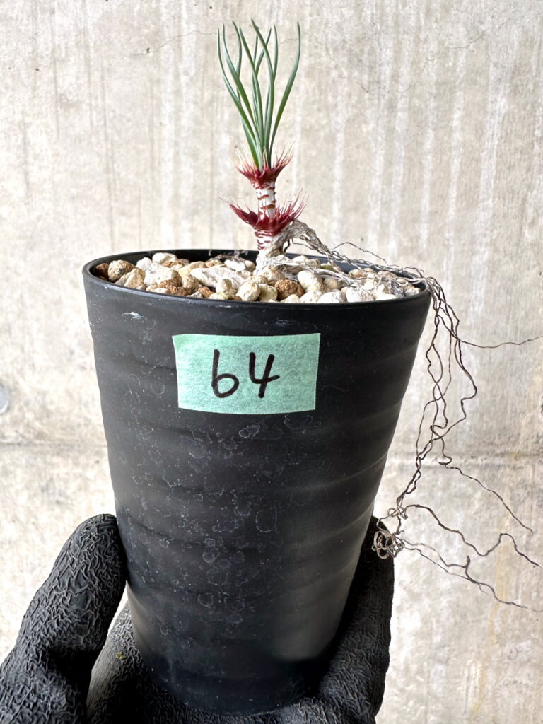 【現品限り】Gethyllis cavidens【L64】 Gethyllis cavidens【植物】塊根植物 夏型 コーデックス ...