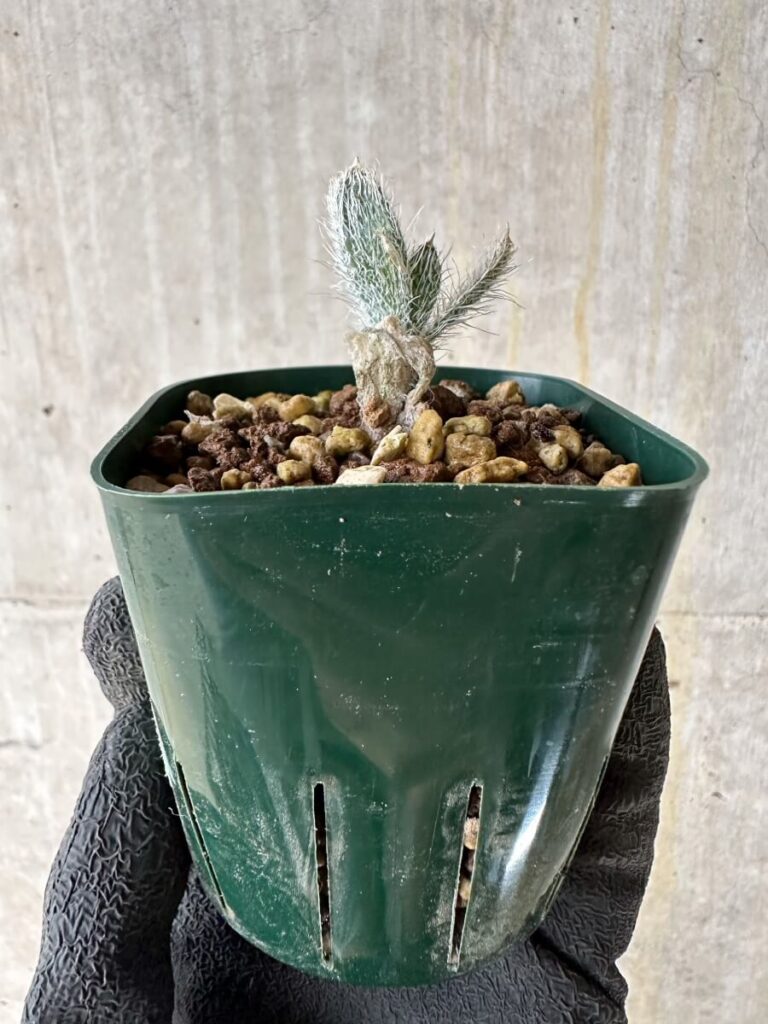 【現品限り】ゲチリス・セトーサ【P4】 Gethyllis setosa【植物】塊根植物 夏型 コーデックス | プラントブラザーズ