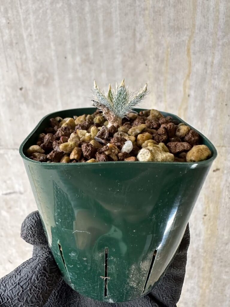 【現品限り】ゲチリス・セトーサ【P5】 Gethyllis setosa【植物】塊根植物 夏型 コーデックス | プラントブラザーズ