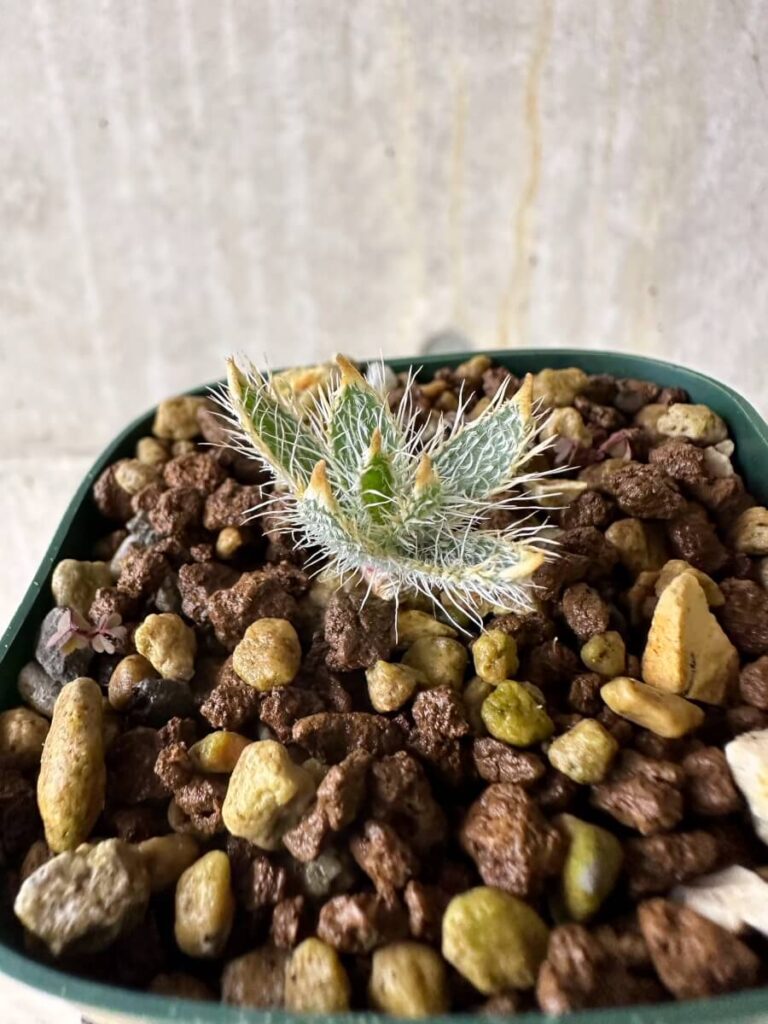 【現品限り】ゲチリス・セトーサ【P5】 Gethyllis setosa【植物】塊根植物 夏型 コーデックス | プラントブラザーズ