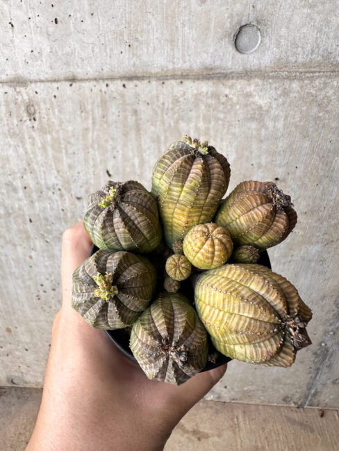 【現品限り】ユーフォルビア・オベサ 多頭【H58】 Euphorbia obesa【植物】塊根植物 夏型 コーデックス | プラントブラザーズ