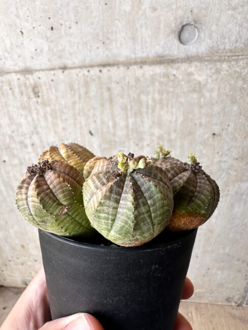 【現品限り】ユーフォルビア・オベサ 多頭【H58】 Euphorbia obesa【植物】塊根植物 夏型 コーデックス | プラントブラザーズ