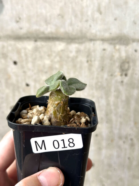 【現品限り】チレコドン・ノルティ【M18】 Tylecodon nolteei【植物】塊根植物 夏型 コーデックス | プラントブラザーズ