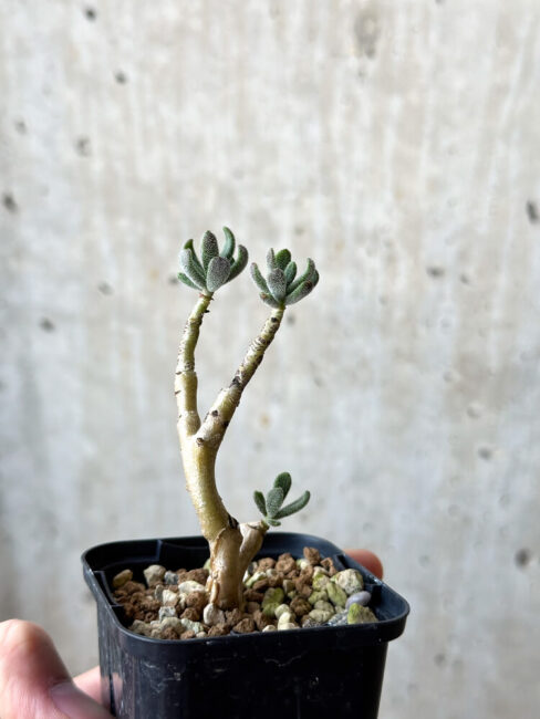 【現品限り】チレコドン・ピグマエウス【O36】 Tylecodon pygmaeus【植物】塊根植物 夏型 コーデックス | プラントブラザーズ