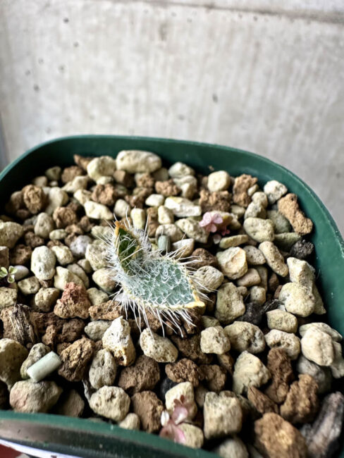 【現品限り】ゲチリス・セトーサ【O39】 Gethyllis setosa【植物】塊根植物 夏型 コーデックス | プラントブラザーズ