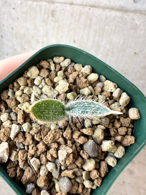 【現品限り】ゲチリス・セトーサ【O40】 Gethyllis setosa【植物】塊根植物 夏型 コーデックス | プラントブラザーズ