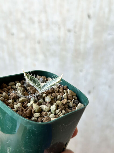 【現品限り】ゲチリス・セトーサ【O40】 Gethyllis setosa【植物】塊根植物 夏型 コーデックス | プラントブラザーズ