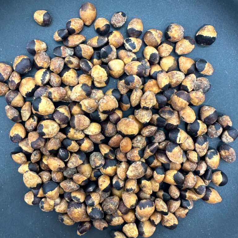 【種子】コミフォラ・モンストローサ 5s Commiphora monstruosa | プラントブラザーズ