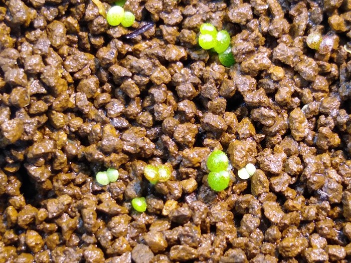 チレコドン・ノルテーイ（Tylecodon nolteei） | プラントブラザーズ