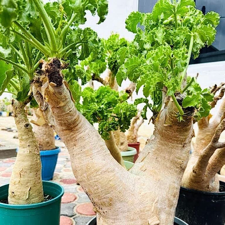 【種子】キフォステンマ・ウター(Namibia) 10s-30s Cyphostemma uter(Namibia form) | プラントブラザーズ